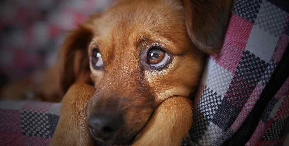 El glaucoma en perros, prevención y tratamiento