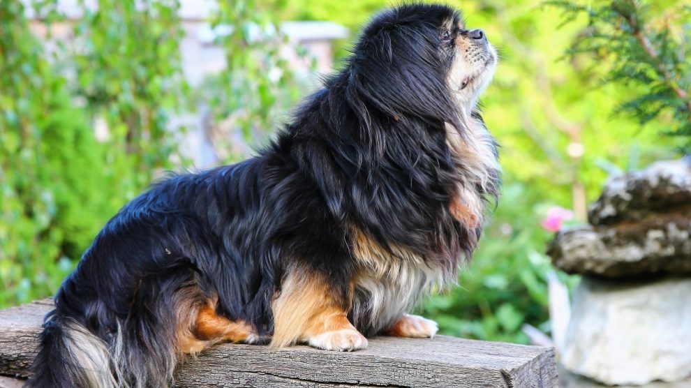 Razas de perros: el Spaniel Tibetano
