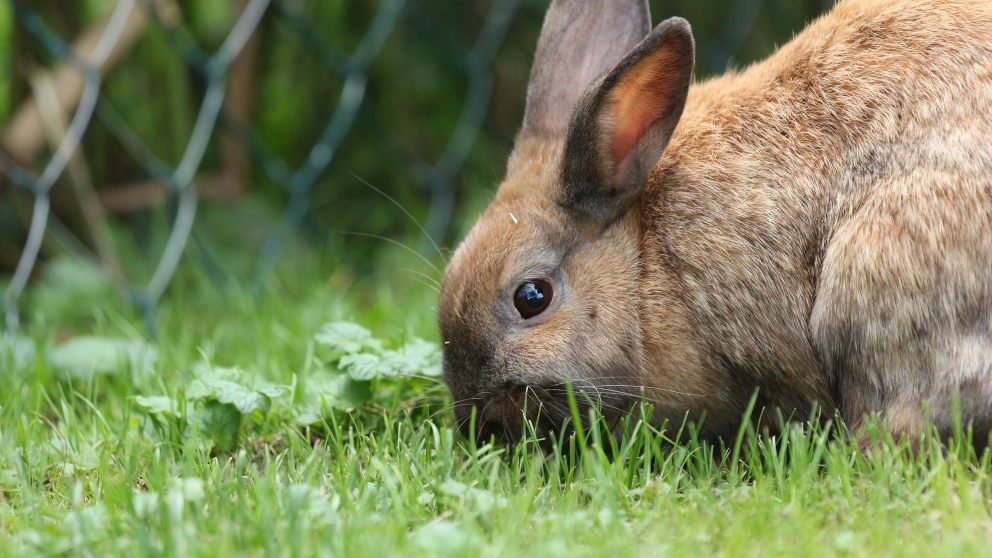 Cuidados de tu conejo doméstico en verano