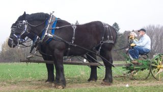 Animales que se han usado siempre para carga