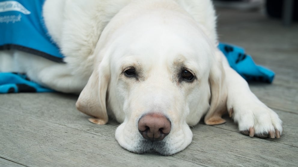 Lo que debes saber para llevar a tu mascota al psicólogo