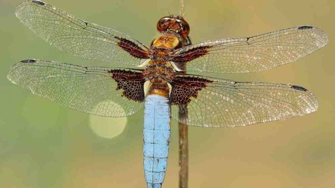Curiosidades sobre la libélula