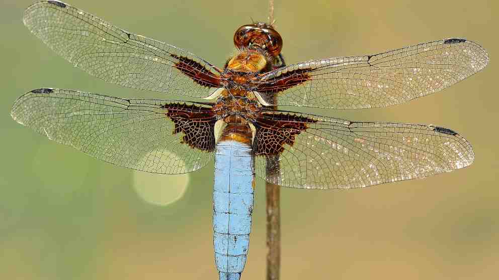 Curiosidades sobre la libélula