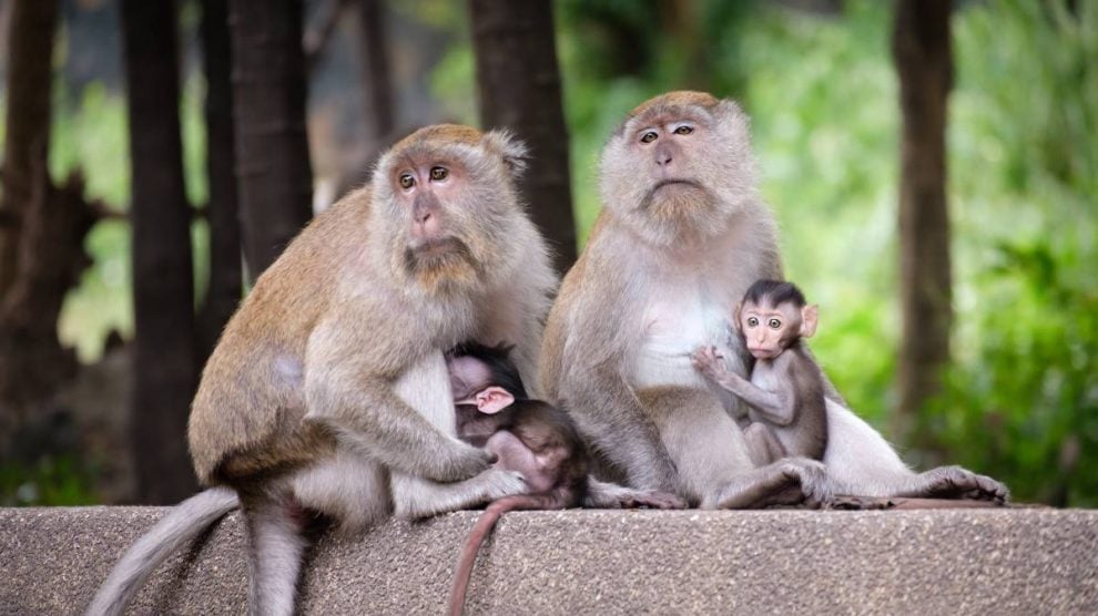 ¿Qué tipos y razas de monos existen?