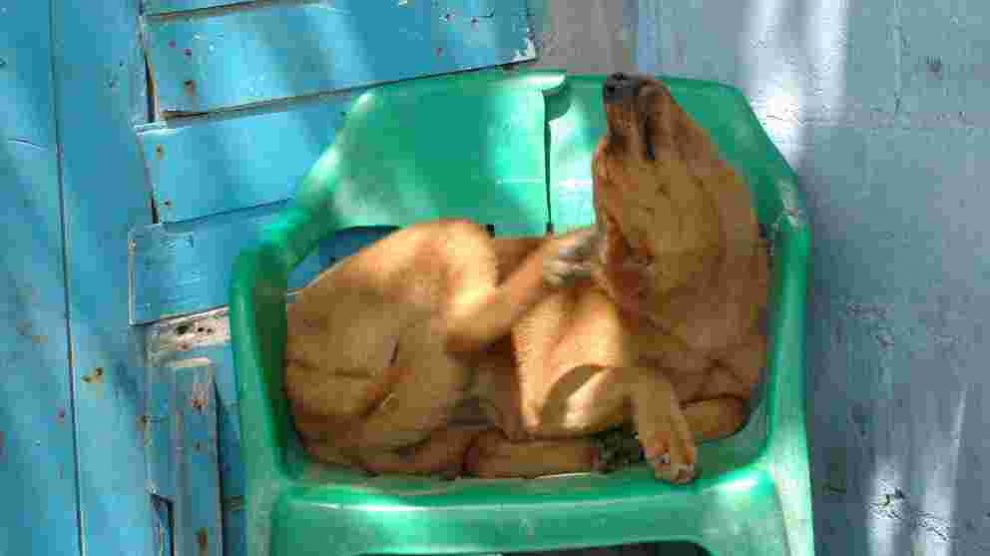 6 riesgos para la piel en tu mascota