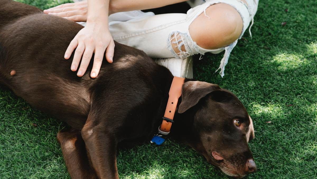 La orquitis en tu perro