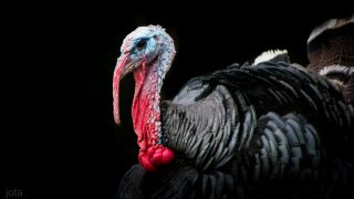 5 tips para tener un pavo como mascota