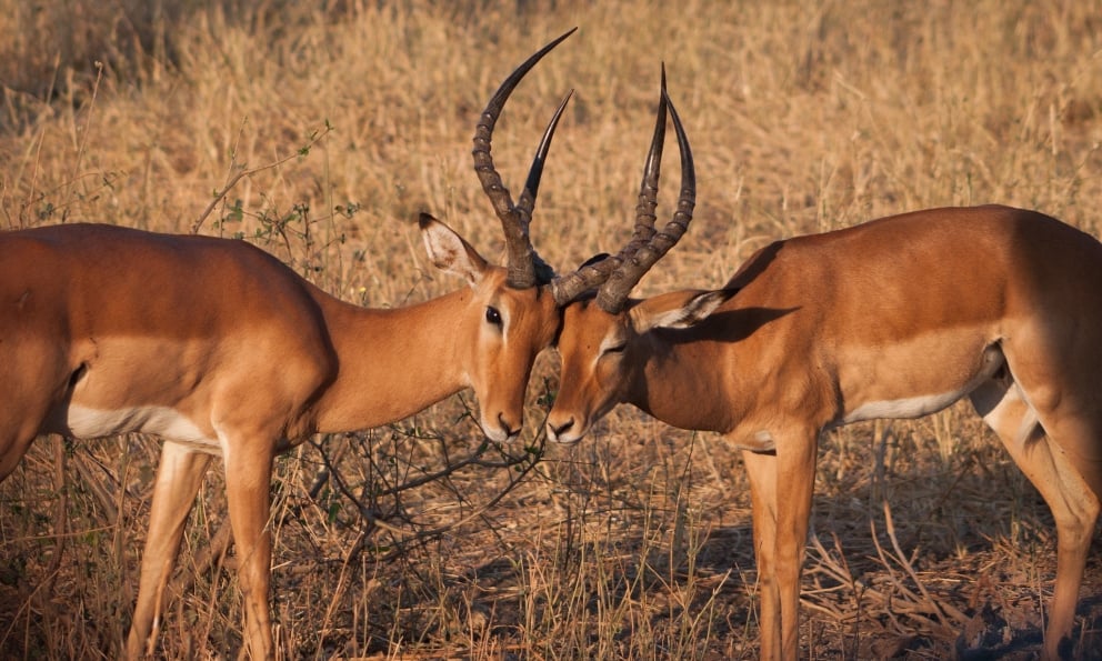 ¿Sabes lo que es un impala?