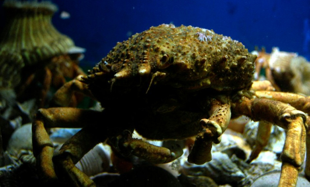 ¿Cómo saber si es centollo o centolla?