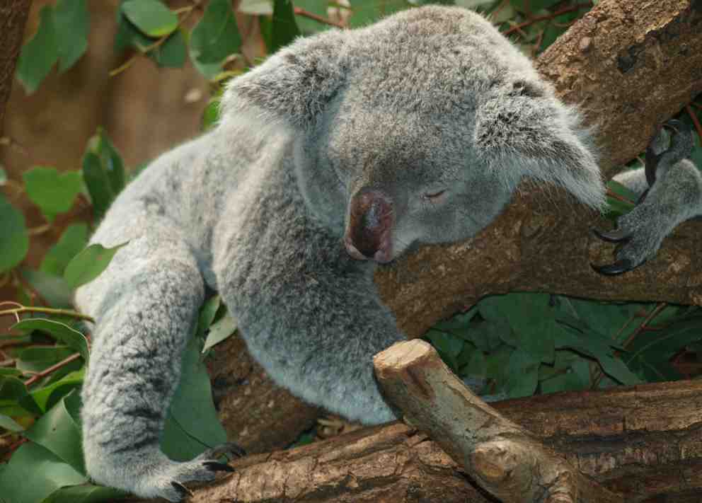 5 récords del mundo animal