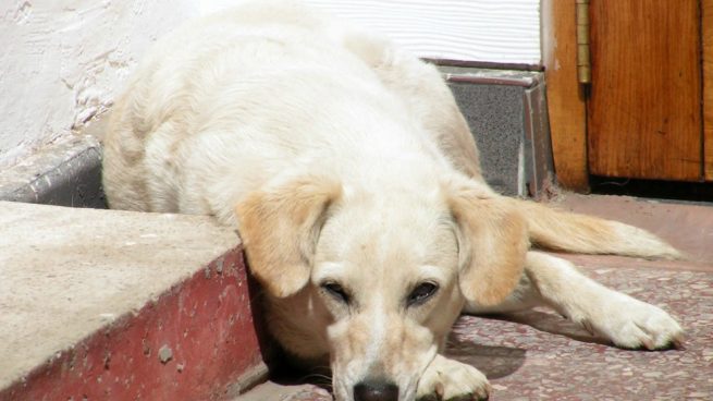 La orquitis en tu perro