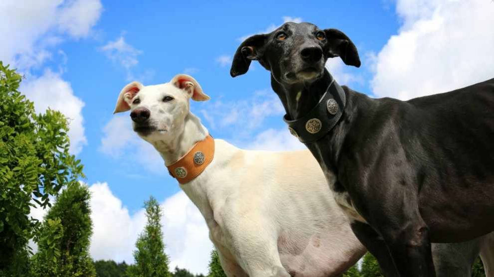 El animal más friolero