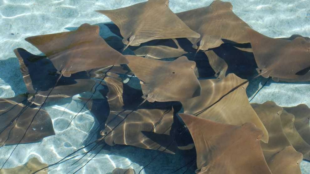 La raya marina, especie poco conocida