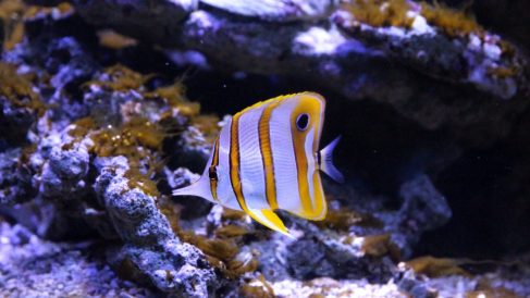 ¿Hasta qué profundidad del mar viven animales? | Animales Leales
