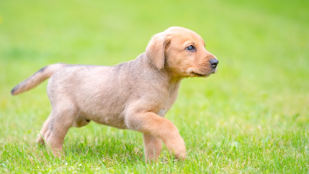Razas de perros: el broholmer