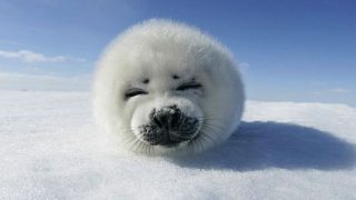 ¿Cómo son las focas de Groenlandia?