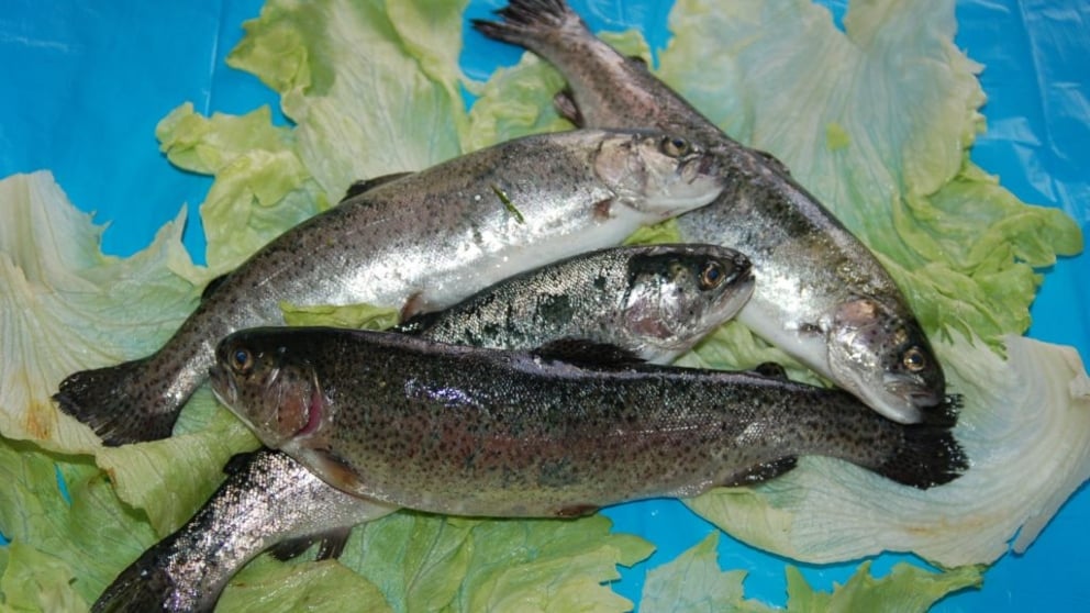 Receta de trucha rellena con jamón y queso al microondas