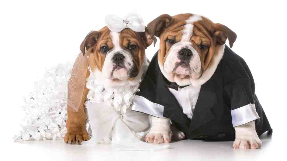 ¿Existe el matrimonio entre perros? | Animales Leales