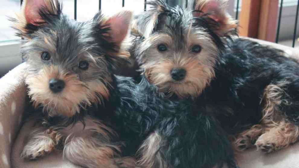 Razas de perros: el Yorkshire terrier | Animales Leales