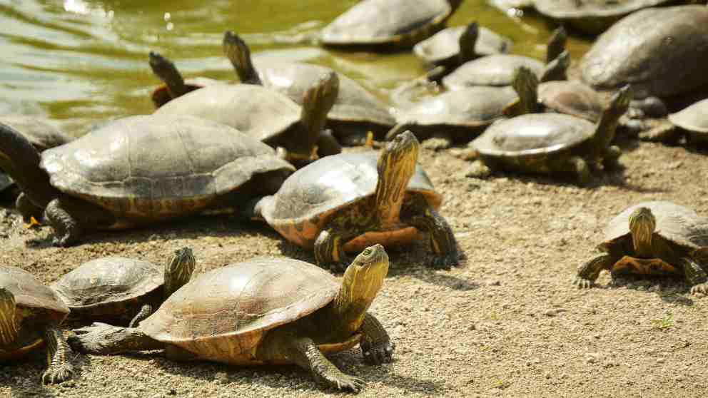 ¿De qué está compuesto el caparazón de la tortuga?