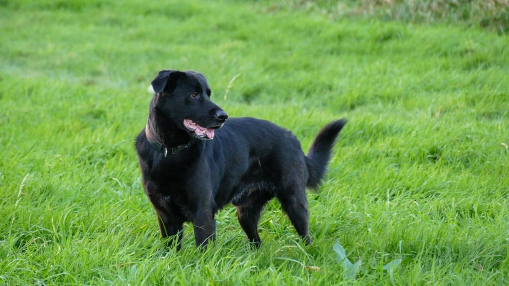 Perros ideales para el pastoreo