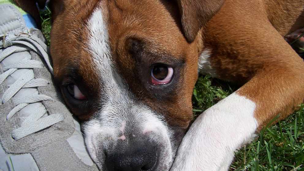 Lo que debes saber sobre el abdomen agudo en perros
