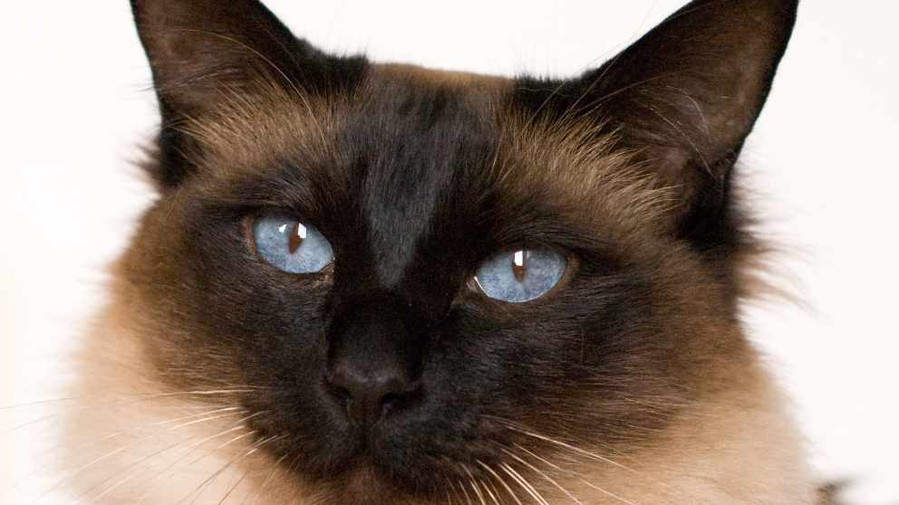 Razas de gatos: balinés