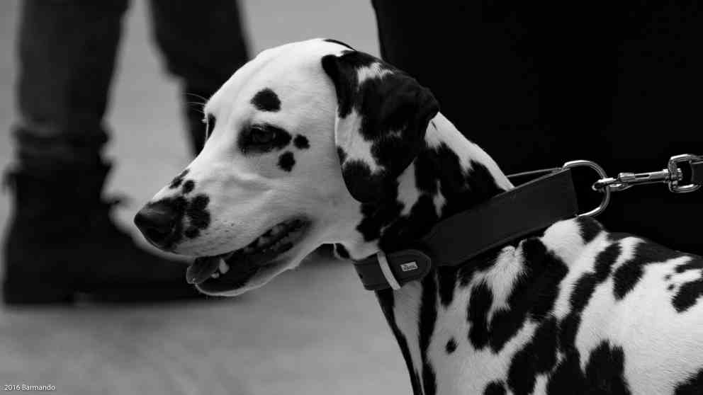 Razas perros: dálmata