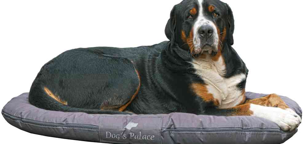 Los perros más altos