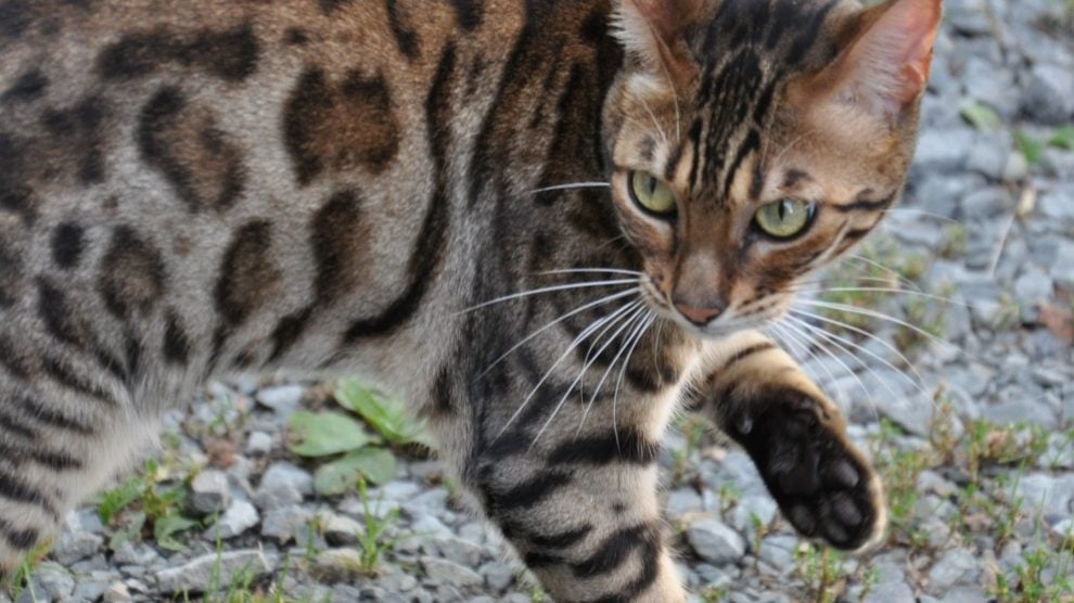 ¿Conoces a Toyger, el gato tigre?
