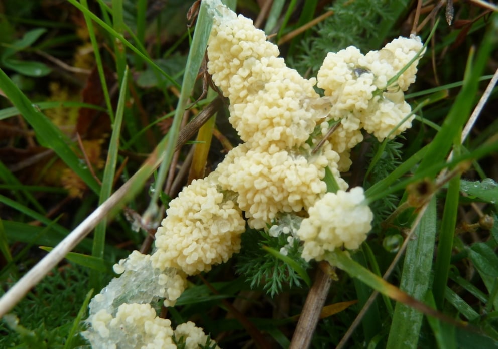 ¿Qué son los mucílagos para la salud?