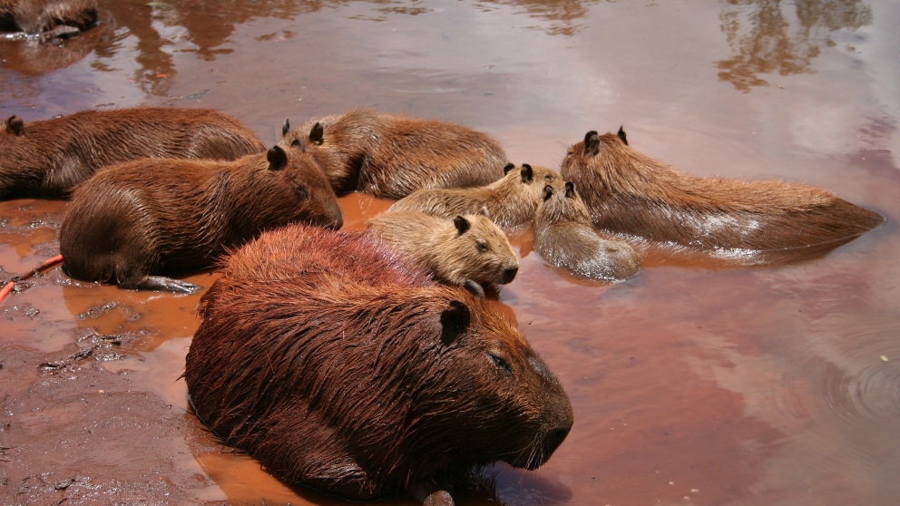 El roedor más grande: capibaras