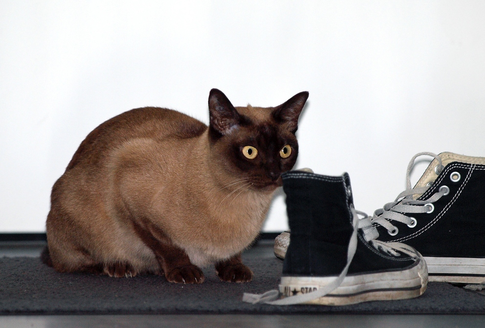 Razas de gatos: el gato burmés