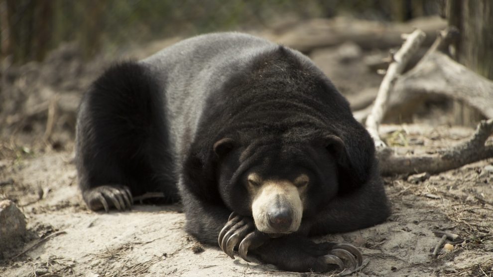 ¿Conoces al oso malayo americano?