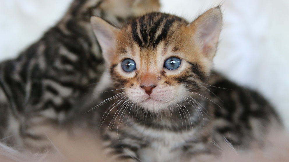 Razas de gatos: gato ocelote