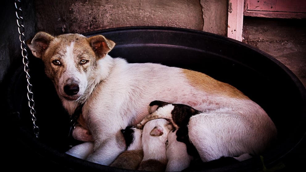 5 consejos para cruzar a perros de diferentes razas
