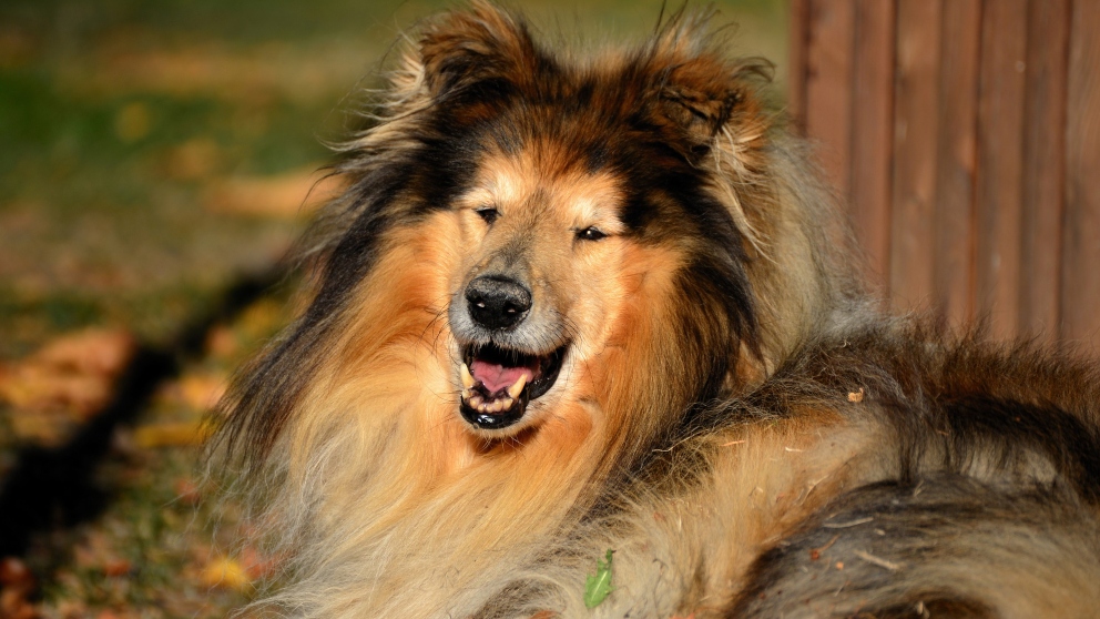 Los 5 perros más bonitos del mundo
