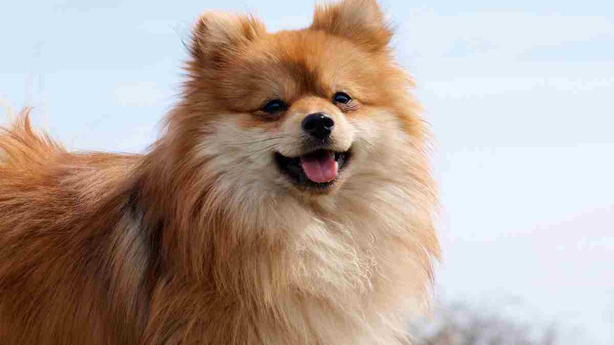 Razas de perros: Pomerania