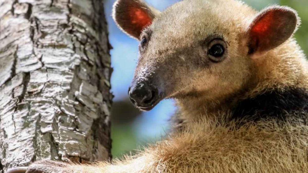 ¿Conoces al oso melero?