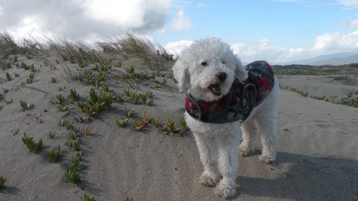 ¿Cómo saber si mi perro respira bien y qué hacer si le cuesta respirar?