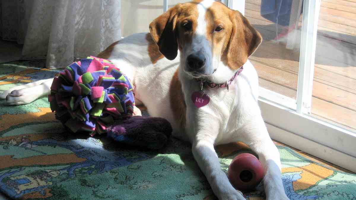 Razas de perros: foxhound americano