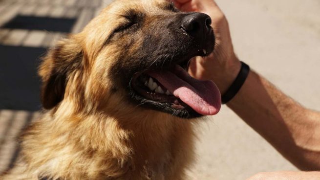 ¿Cómo observar si tu perro respira normal?
