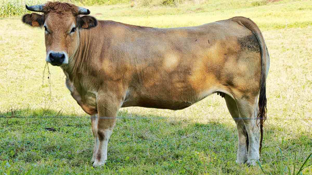 Tipos de vacas en España y su localización