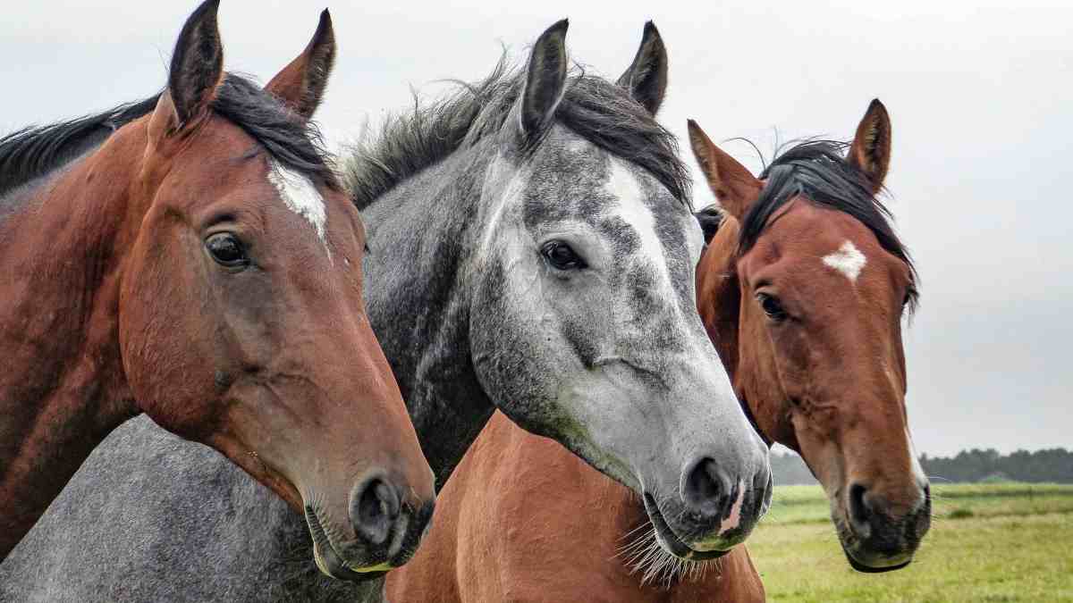 Problemas respiratorios en el caballo