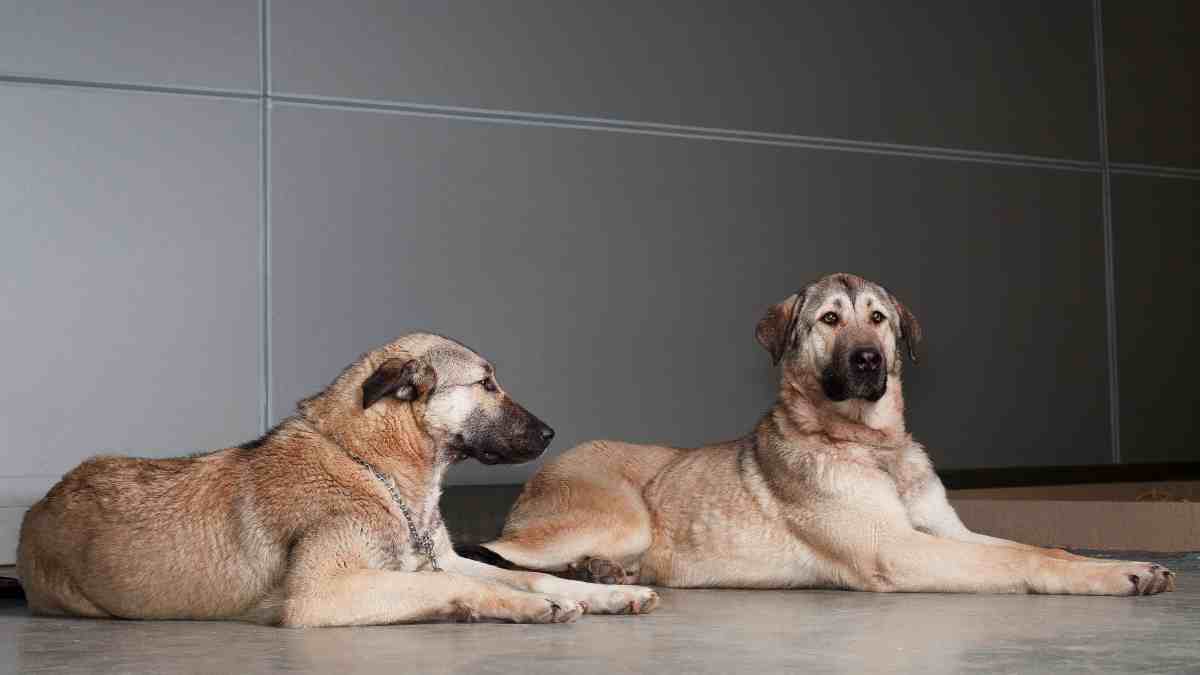 Razas de perros: kangal turco