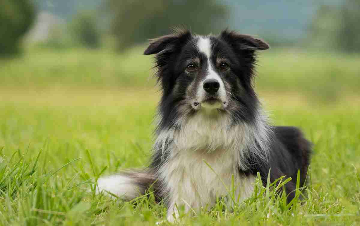 ¿Cuál es la raza de perro más tranquilo?