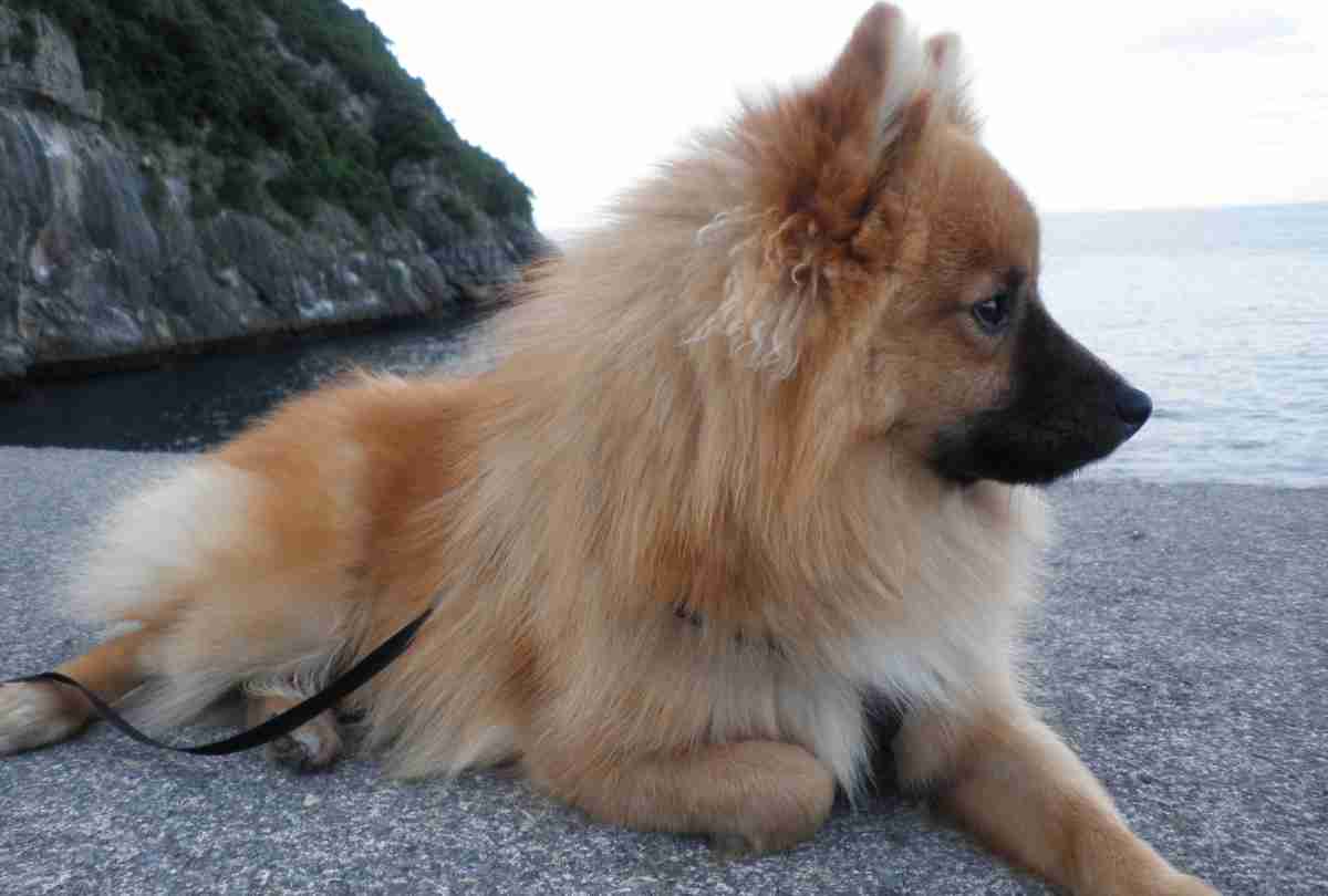 Razas de perros: el Spitz Alemán