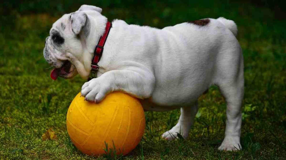 Coronavirus: consejos para estimular a tu perro durante la cuarentena