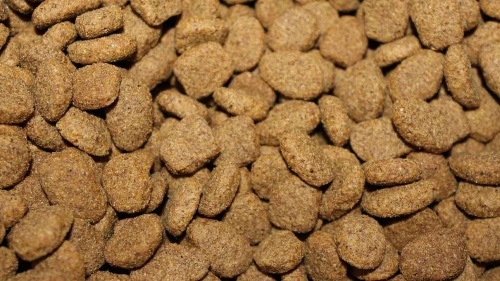 ¿Pienso húmedo o seco para perros?