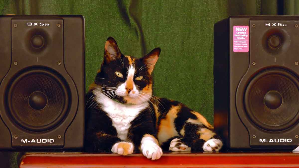 Canciones conocidas sobre gatos Canciones conocidas sobre gatos